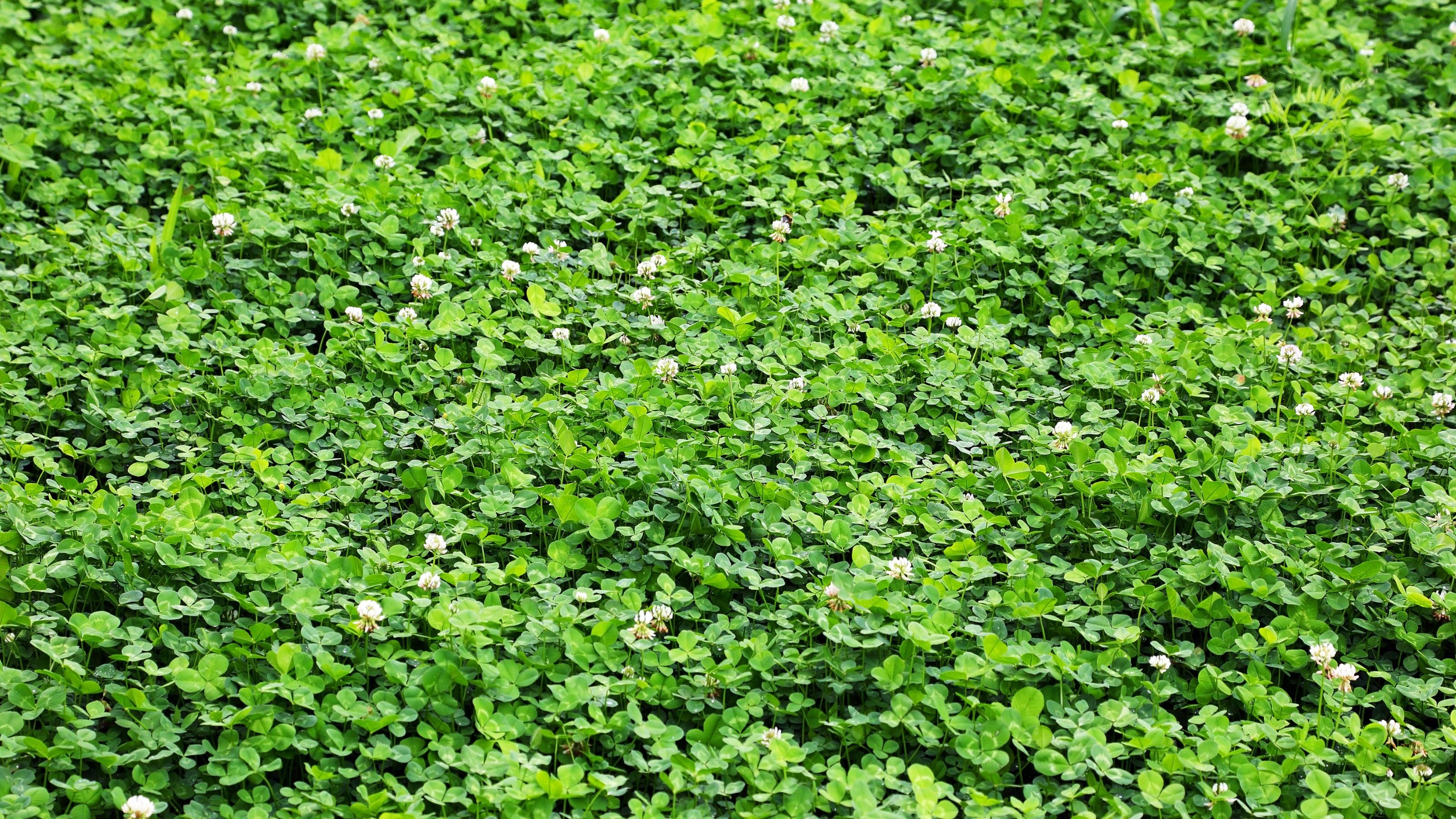 How to grow a clover lawn — 4 steps to a glorious…