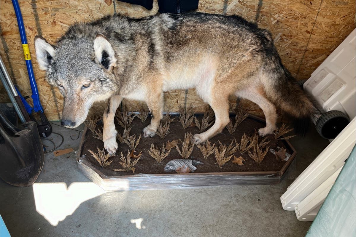 A gray wolf was killed in southern Michigan. Experts…