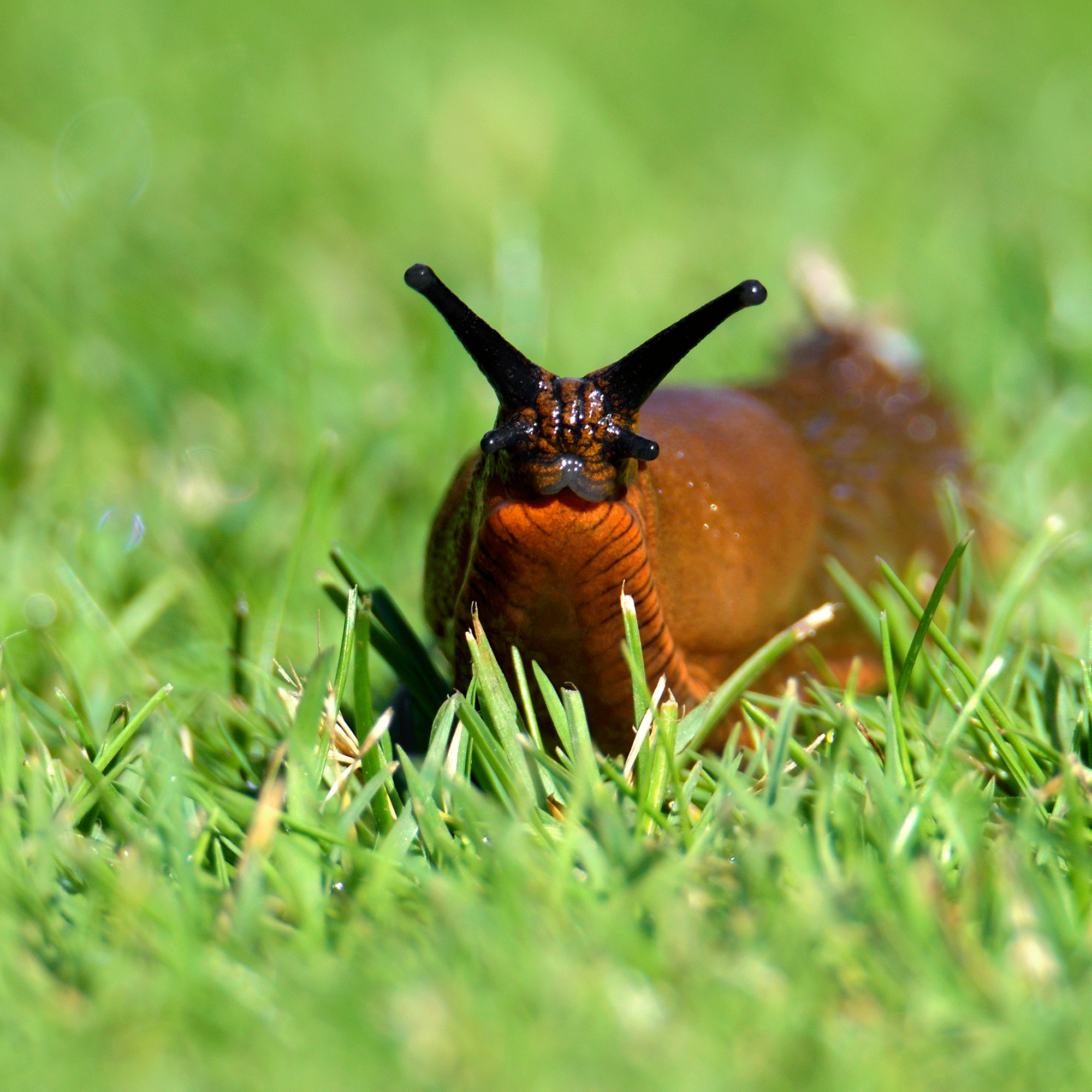Slugs and snails invading your garden? This slug trap…