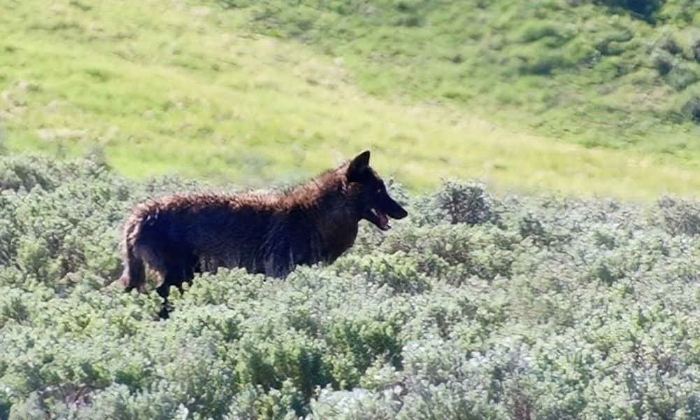Watch: Yellowstone elk turns tables on wolf after…