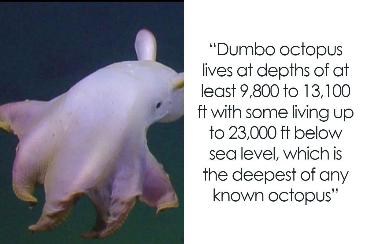 50 True Interesting Facts About Random Things, Shared…