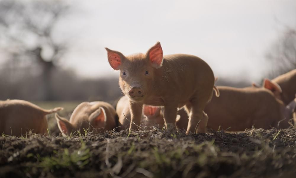 Wilding review – a biodiversity success story in West…