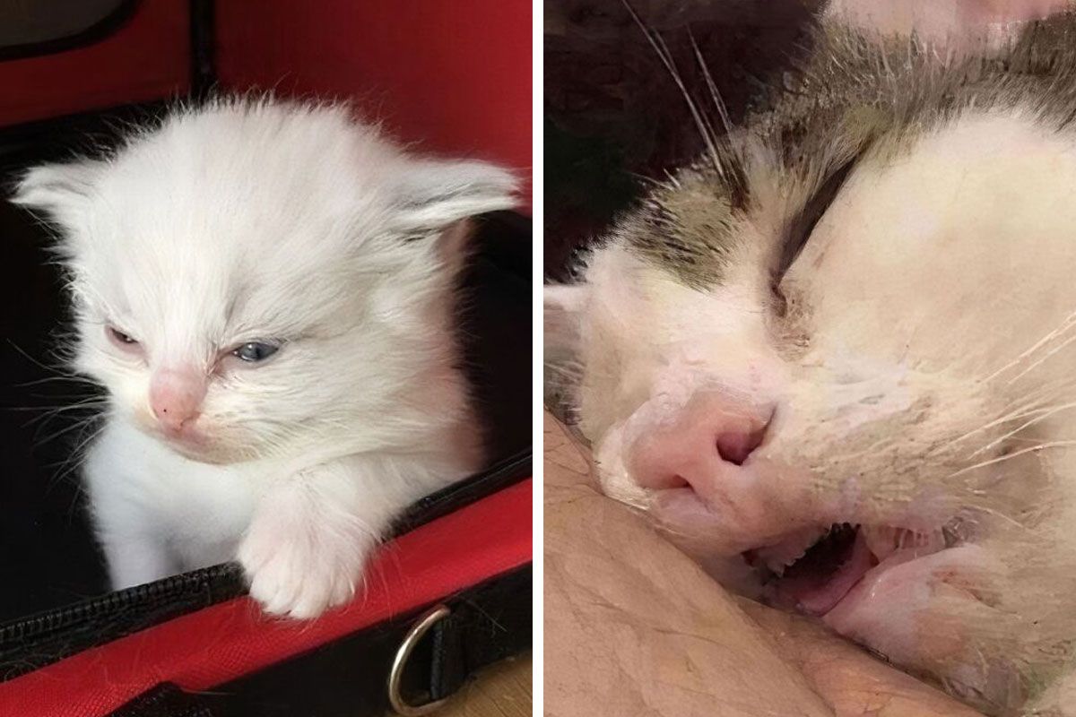 50 Magical Photos That Prove Cats Are Truly A…