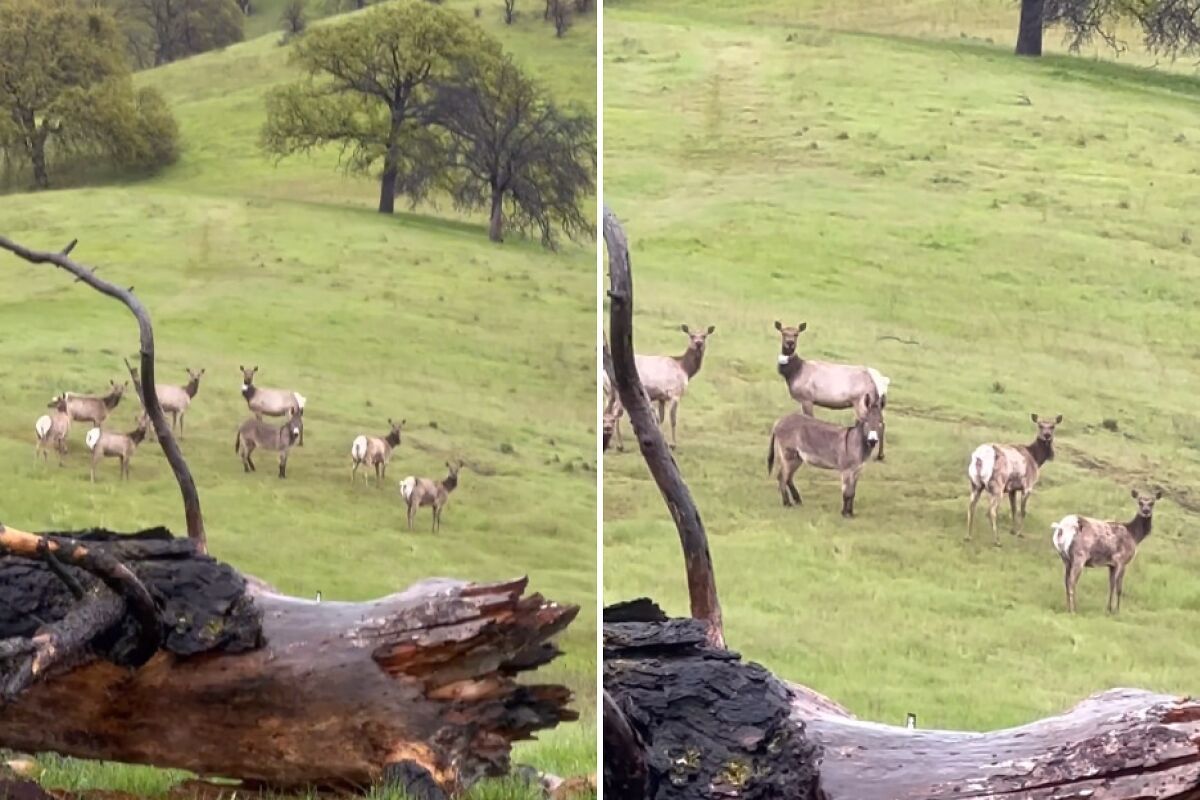 Donkey “Adopted” By Herd Of Elk Believed To Be Beloved…