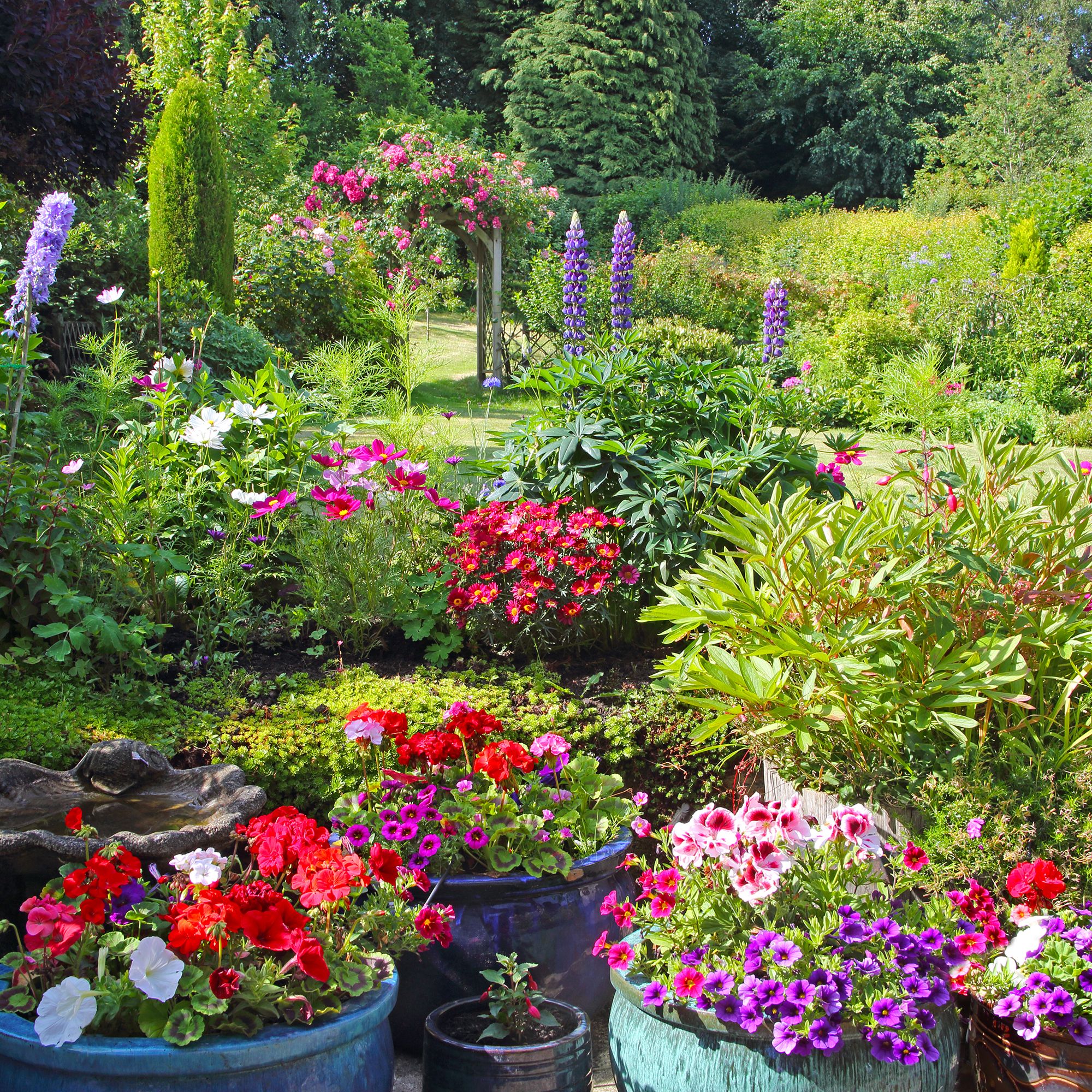 How to deadhead geraniums to extend their blooming…
