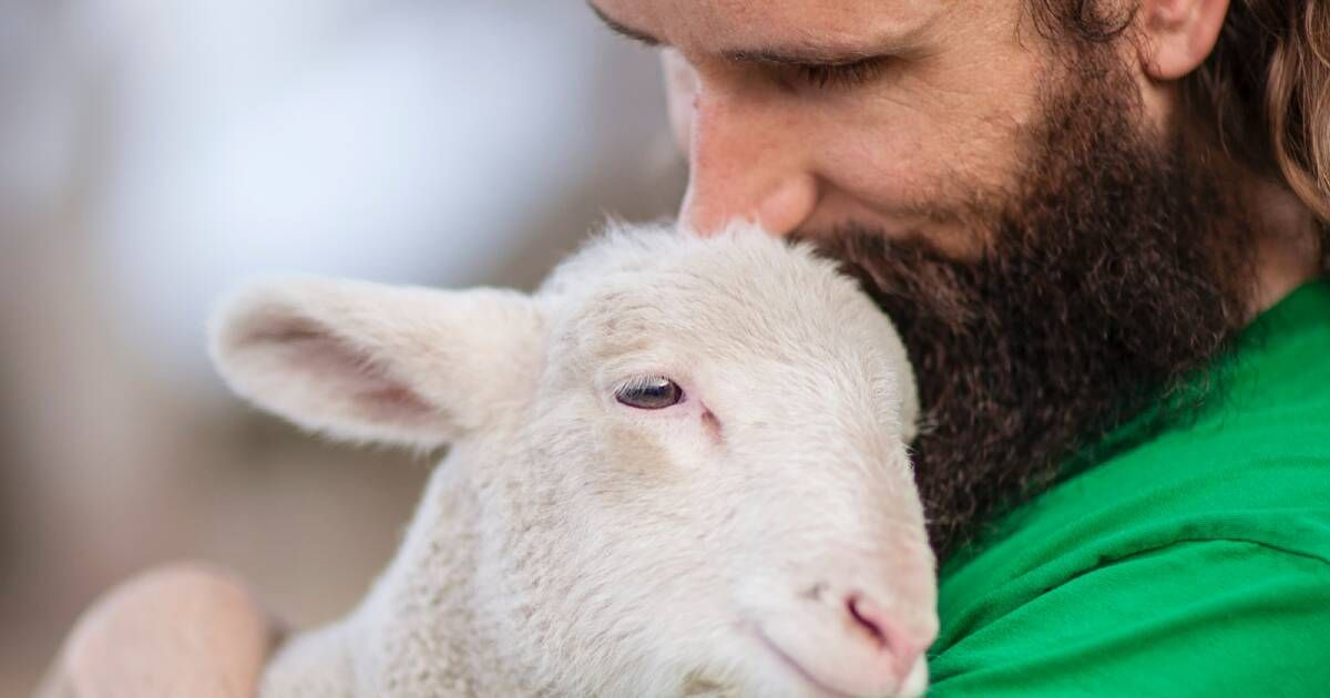 Vegan sausage sizzle for rescued farm animals moves to…