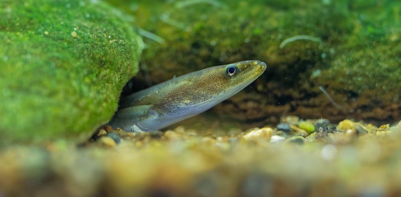 We’ve found a way to help endangered eels overcome…
