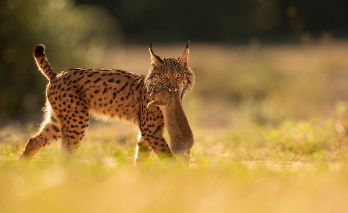 The Iberian lynx is back from the brink of extinction,…