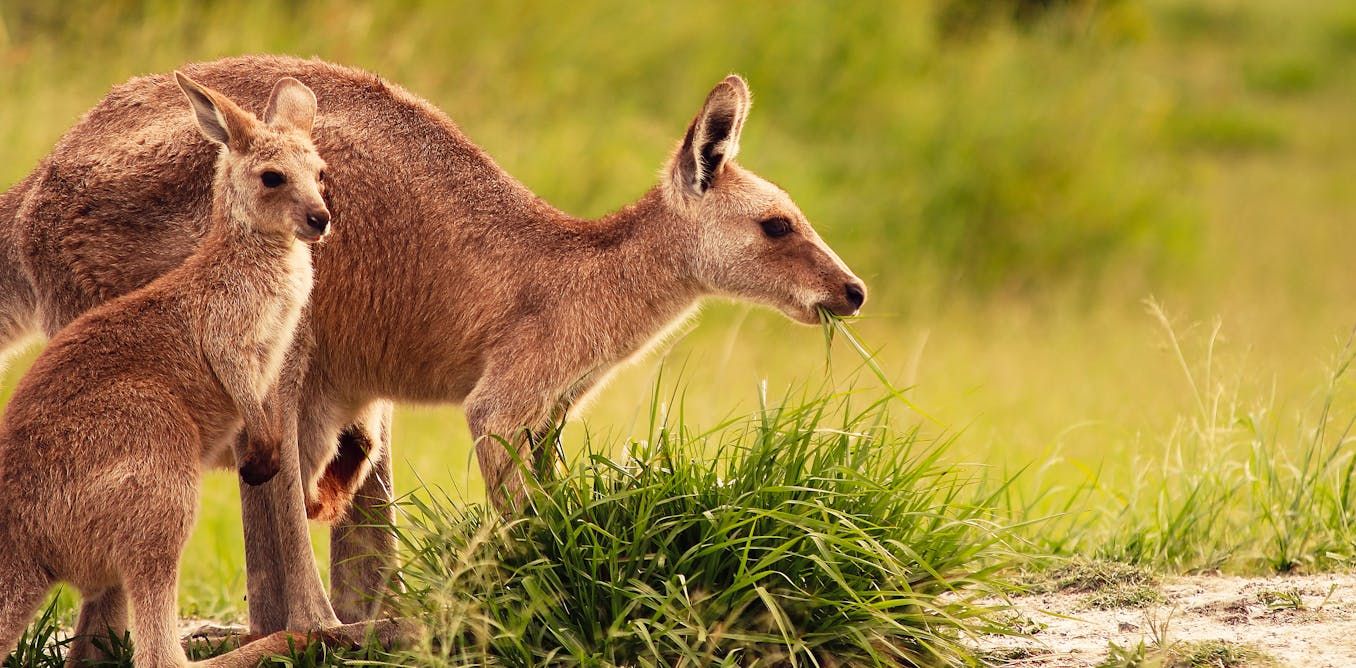 Kangaroo teeth grow forever – and keep a record of…