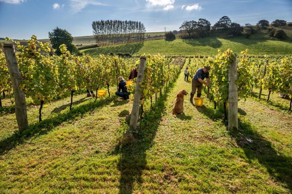 The rise and rise of English wines