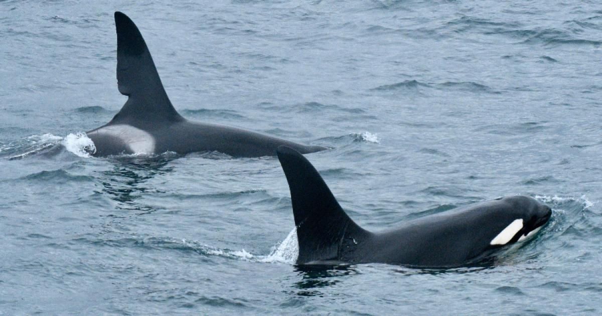 'A special moment': Spectacular footage shows Orca duo…