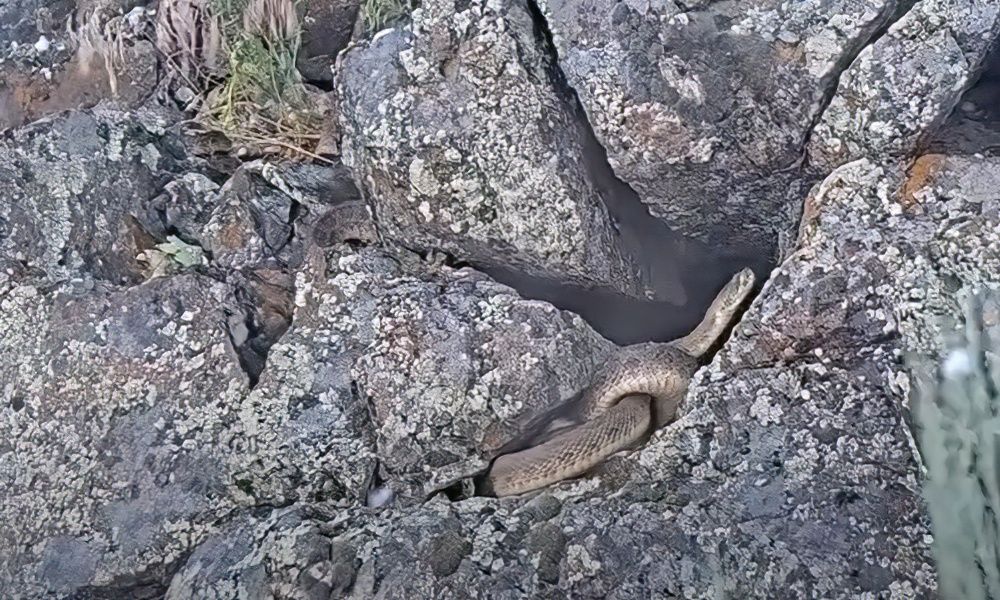 Watch: Rattlesnakes flee hail storm, return to sip…