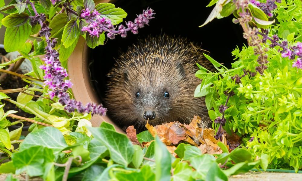 Build a hedgehog highway! 33 ways to welcome more…