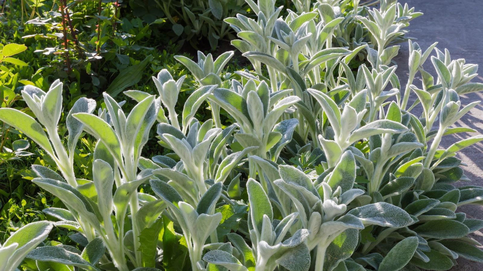 Best full sun ground cover plants – 6 attractive…