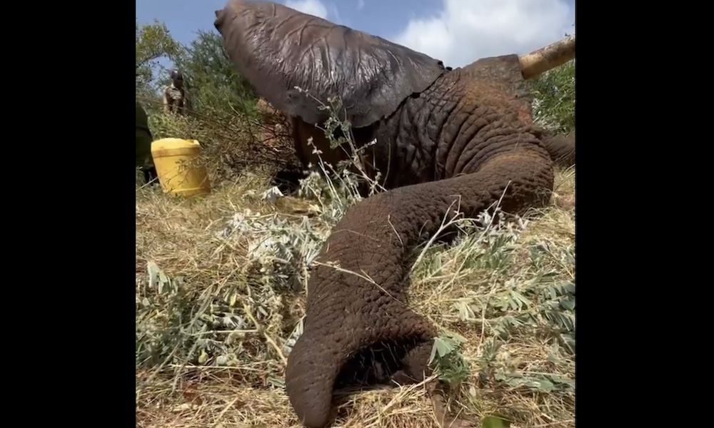 Video shows elephant snoring like a beast – remind you…