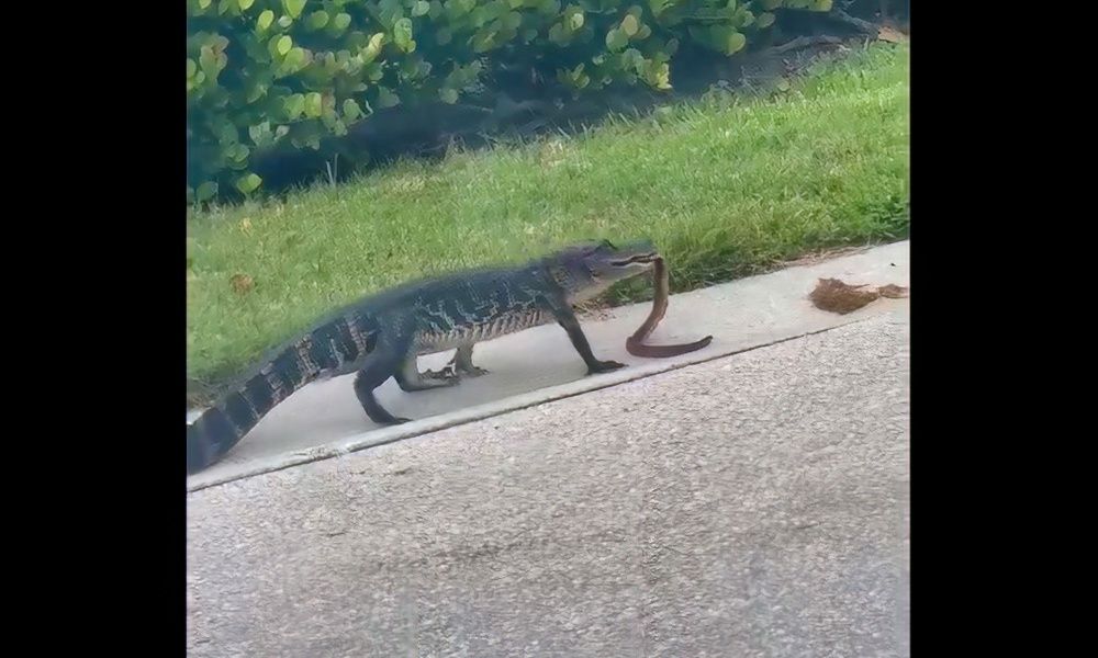 Gator strolls through Florida beach town ‘casually…