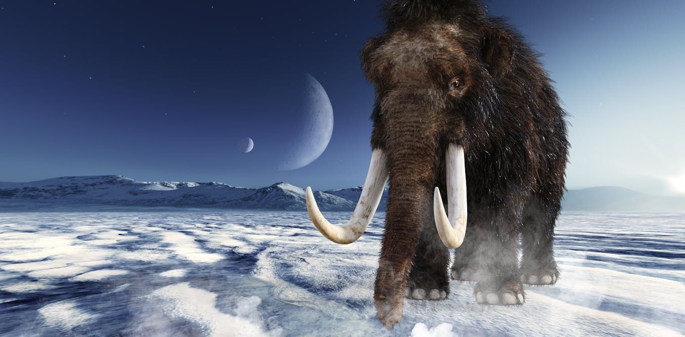 Did inbreeding cause the woolly mammoth’s extinction?…