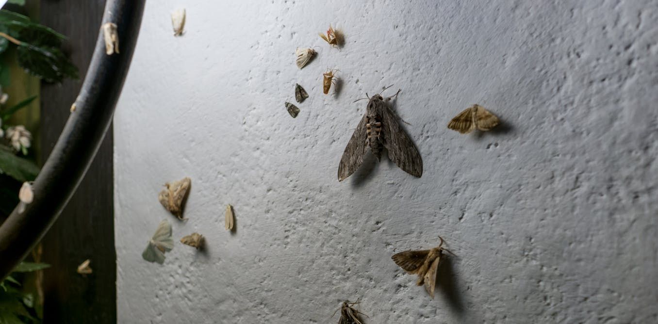 Want to help our precious nocturnal bugs during…