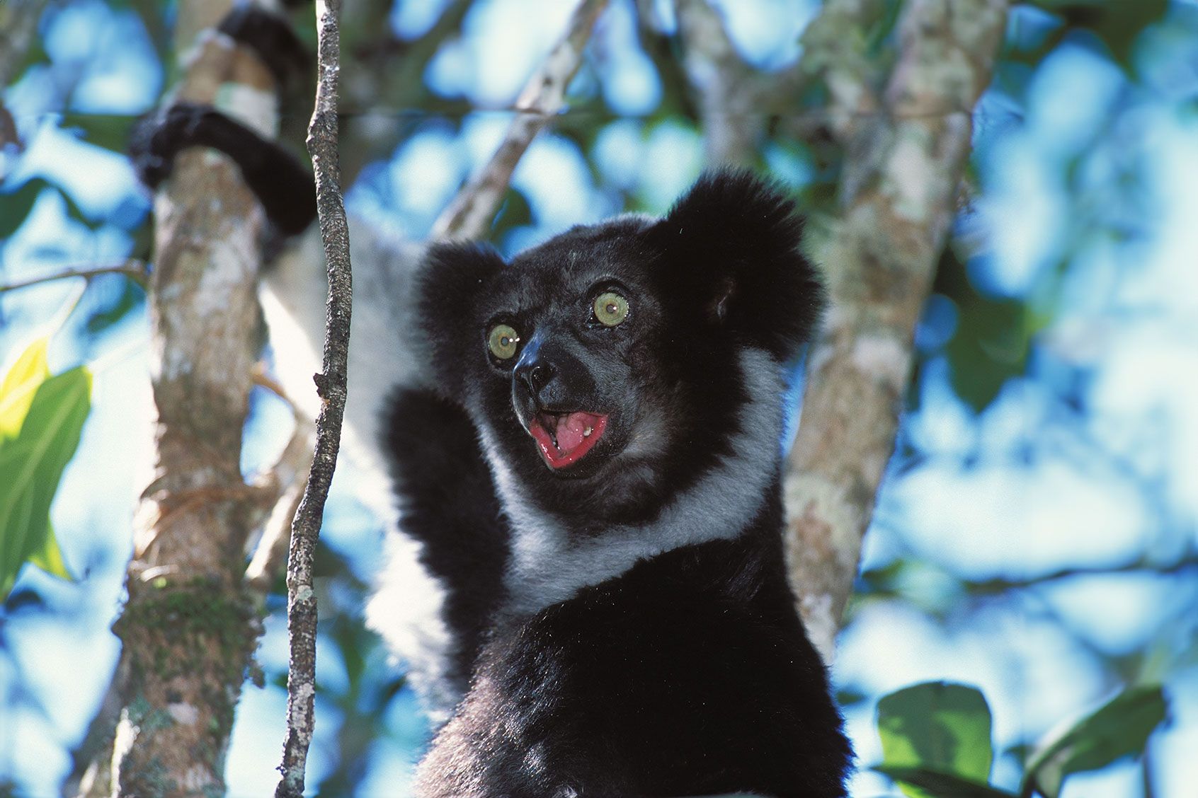 Lemur songs point to evolution of music