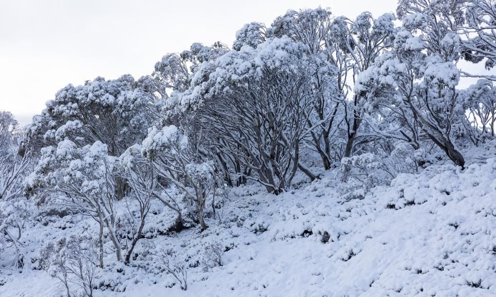 Eastern Australia to shiver through cold week as snow…