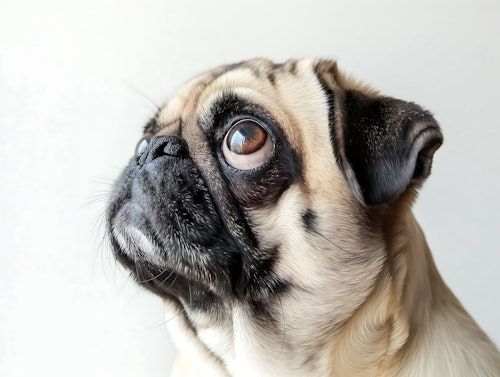 What Colors Can Dogs See? An Animal Eye Doctor Debunks…
