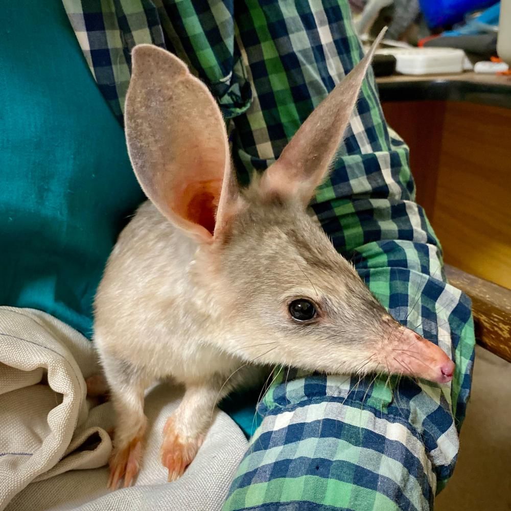 ‘Weird and cool’: bilby genome sequence could help to…