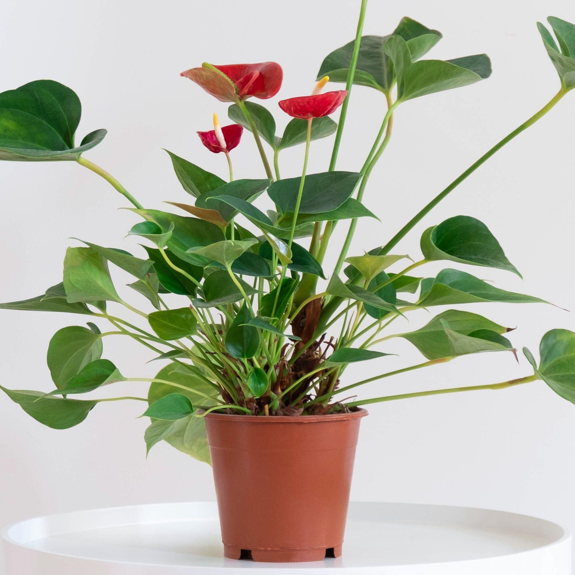 How to propagate anthurium – the three best ways to…