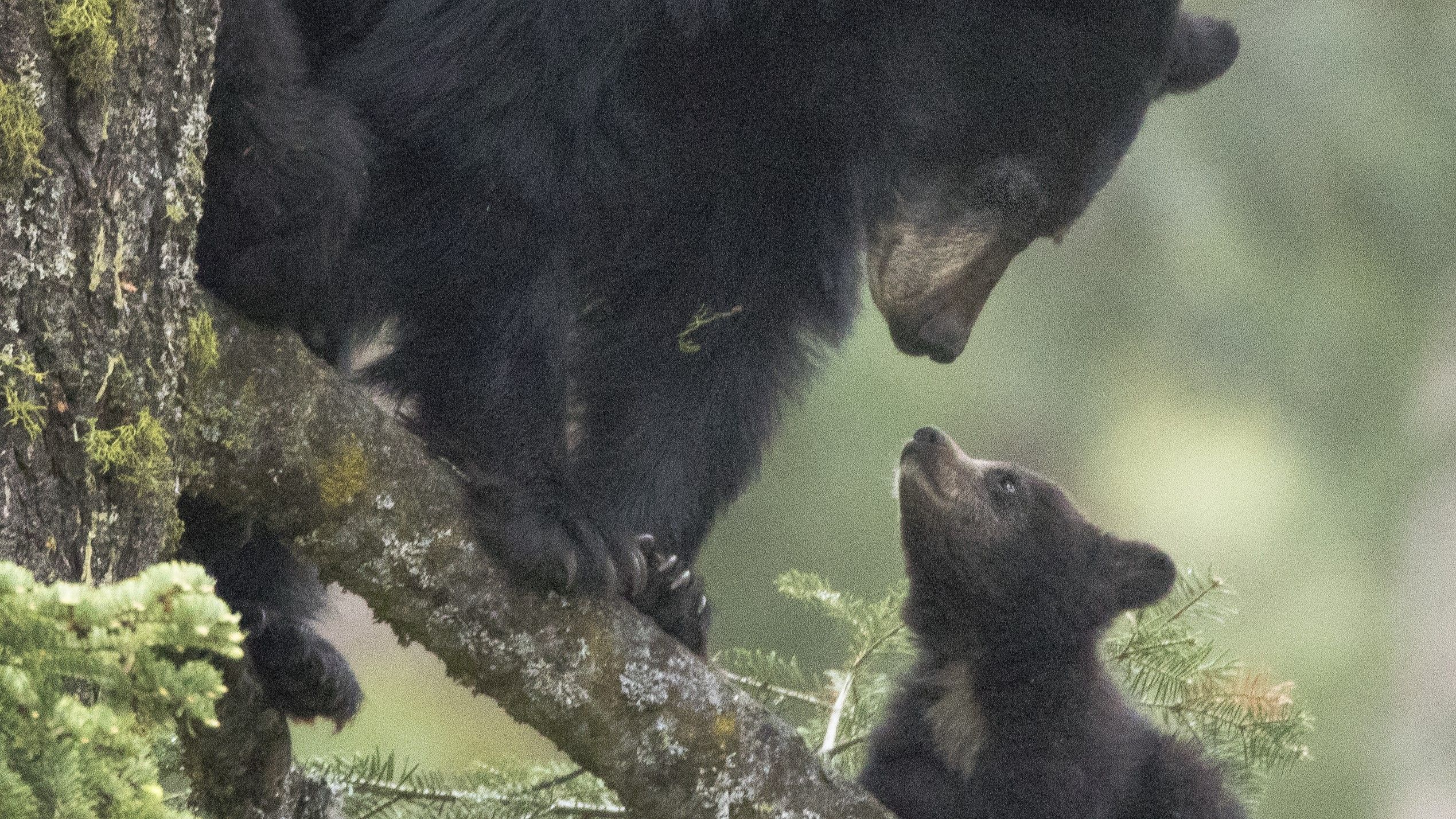 Mother bear with five cubs breaks into car to grab an…