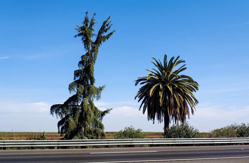 A beloved palm and pine tree mark California’s center.…