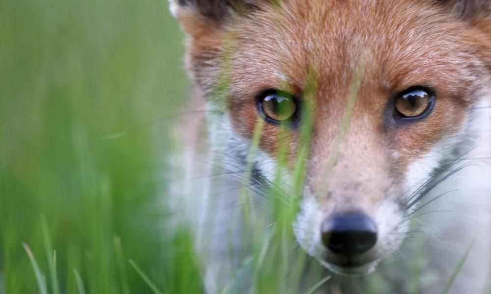 The pet I’ll never forget: the fox I invited into my…