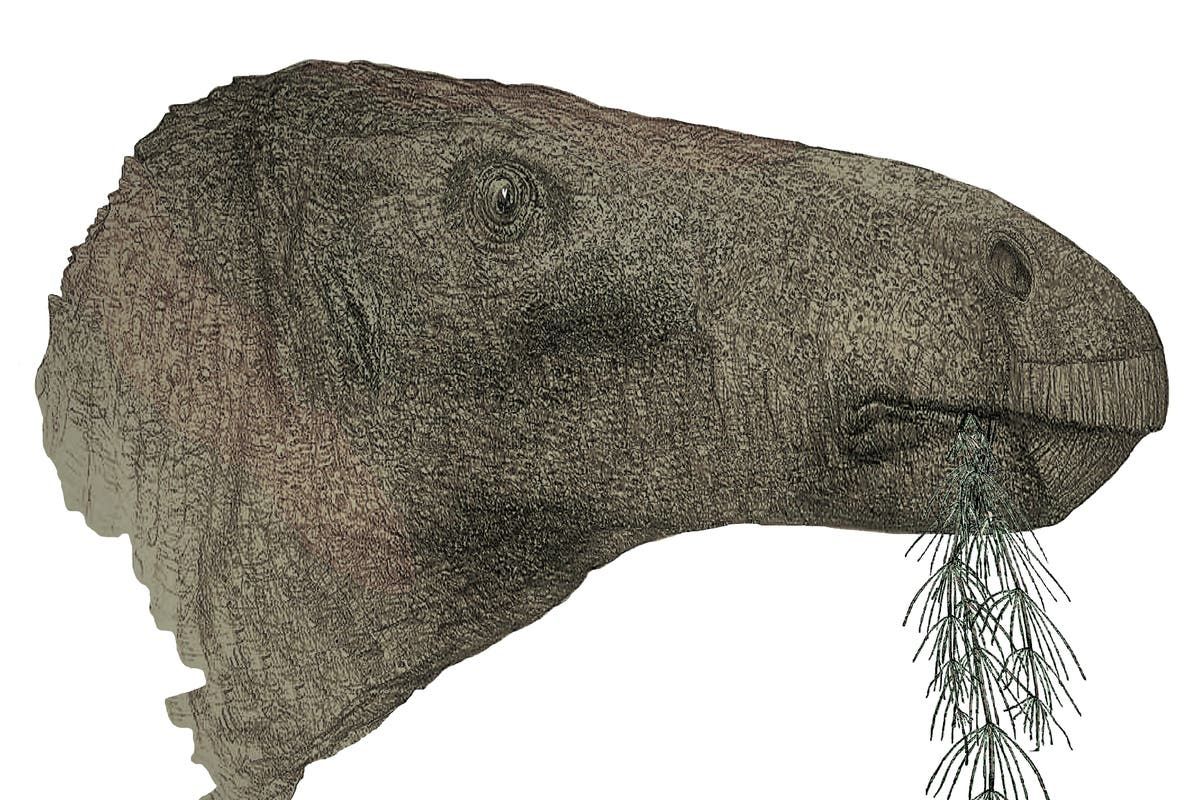 ‘Most complete dinosaur’ in a century unearthed in the…