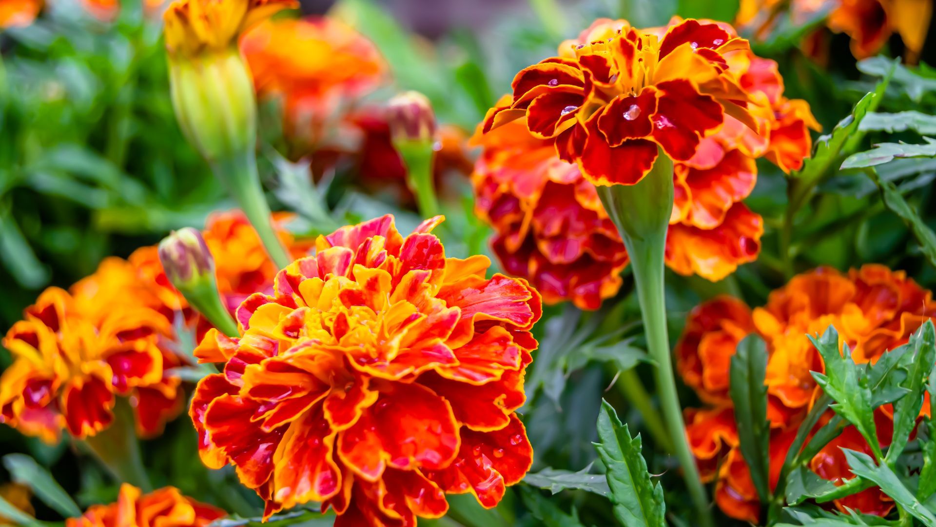 How to Grow Marigolds — Welcome These Edible Blooms…