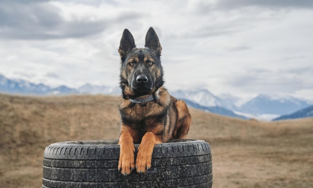 The $150,000 dog: meet the Svalinn – the gentle beast…