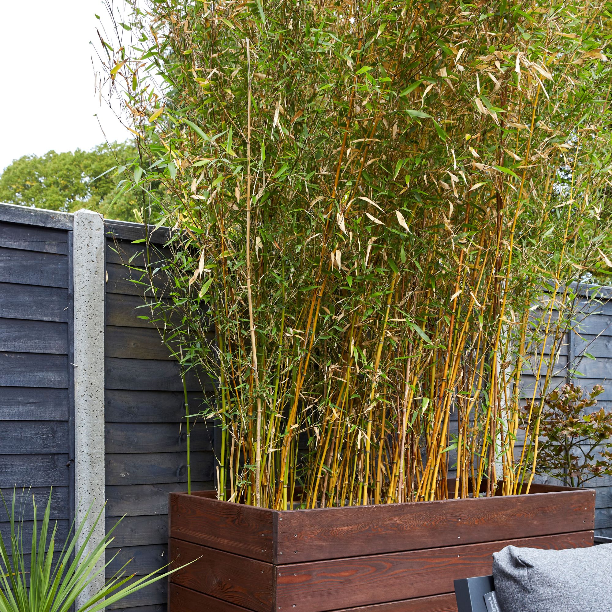 How to prune bamboo for a thriving privacy screen…
