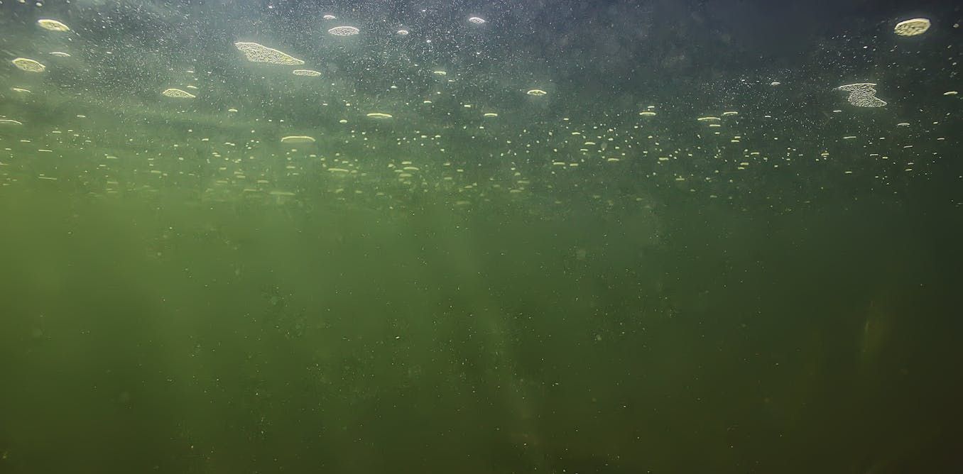 Climate change may cause lake phytoplankton to become…