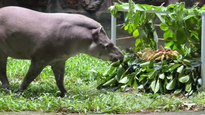 England XI vs Spain: Starting lineup, confirmed team…