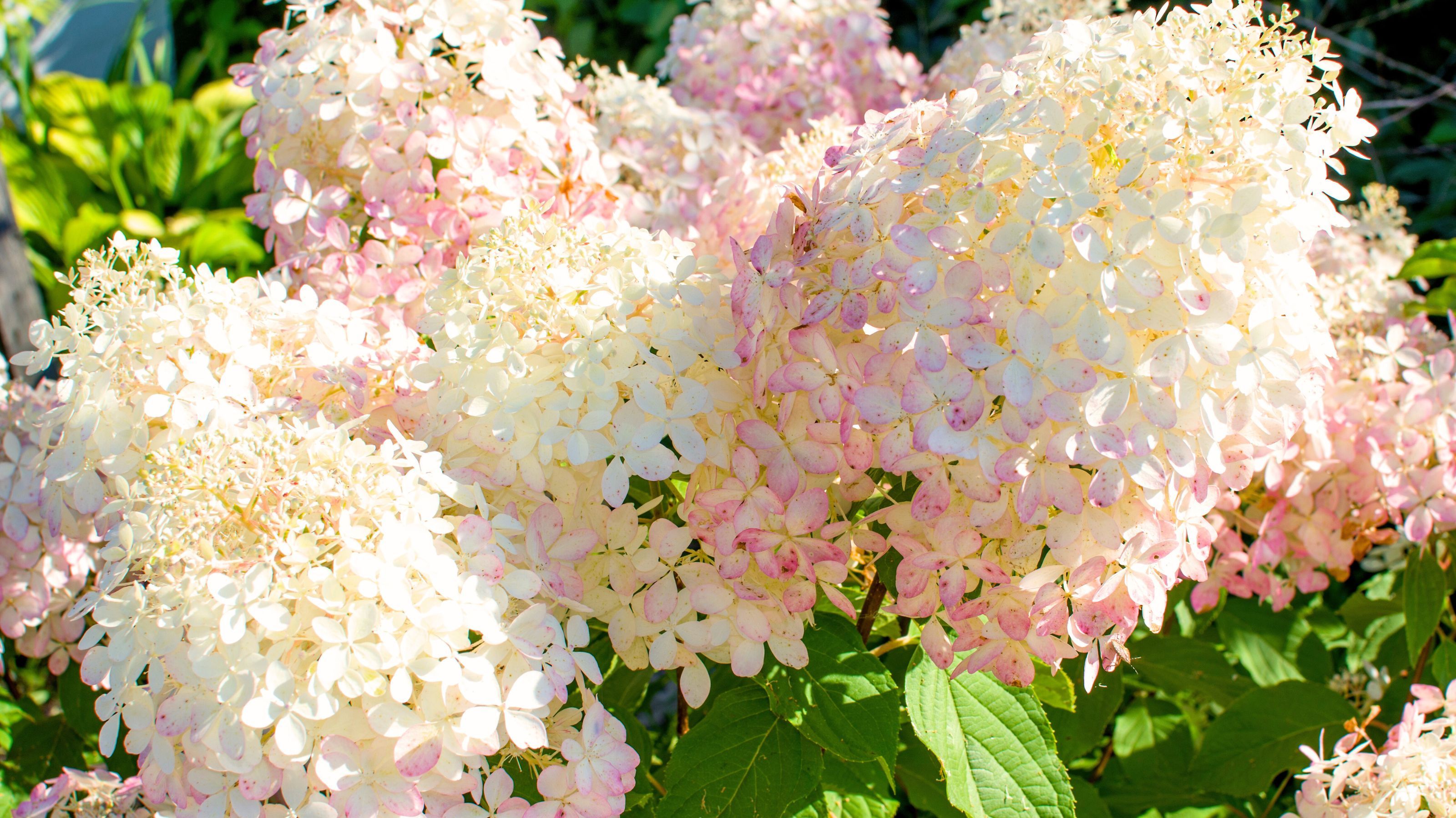 How to grow Vanilla Strawberry hydrangeas — 7 steps…
