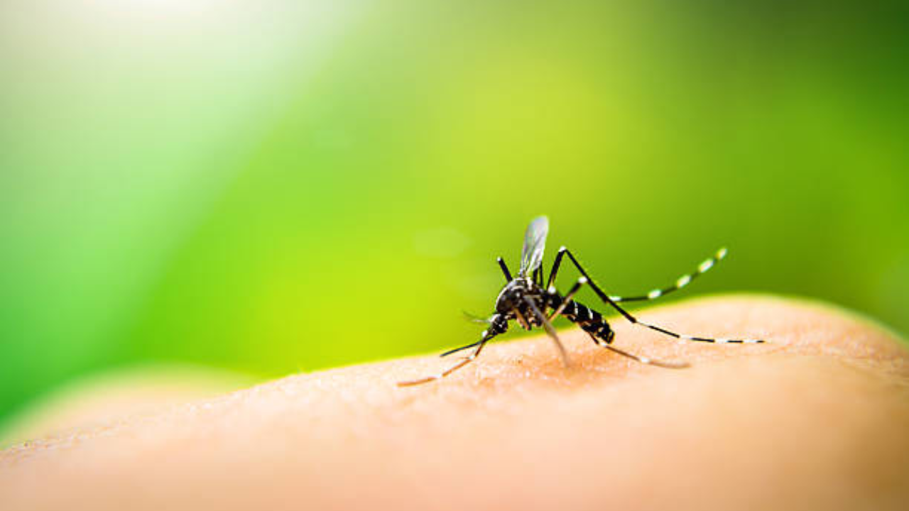 Can dengue fever during pregnancy cause low birth…