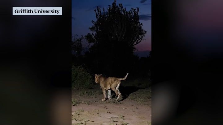 Uganda: Lion with three legs and brother make world…