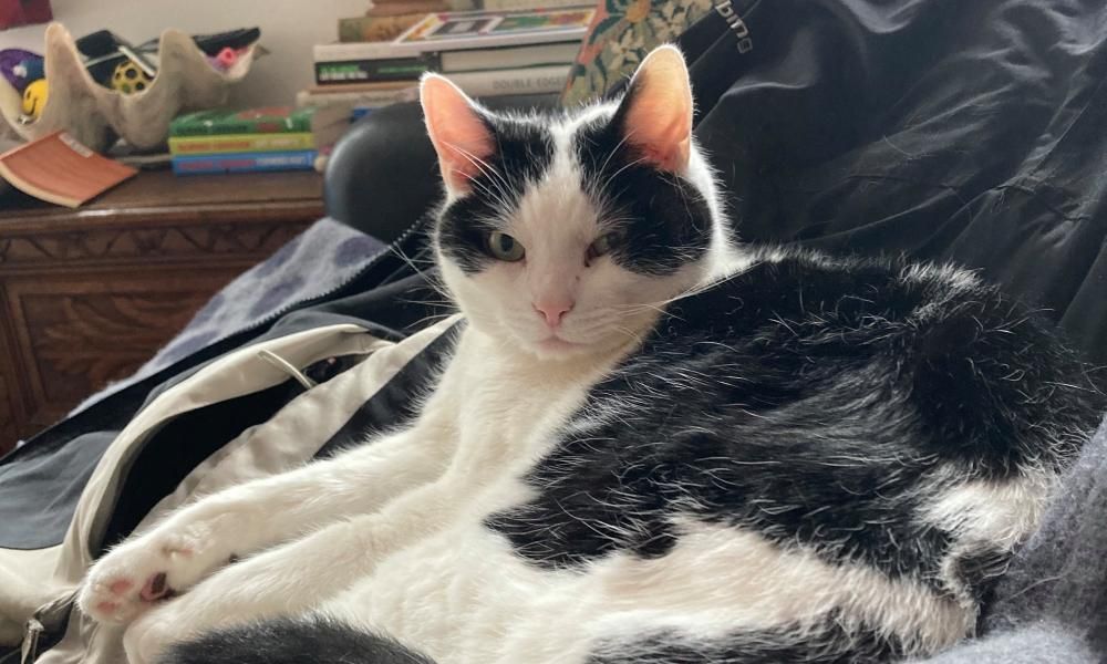 The pet I’ll never forget: Misty the cat, who died in…