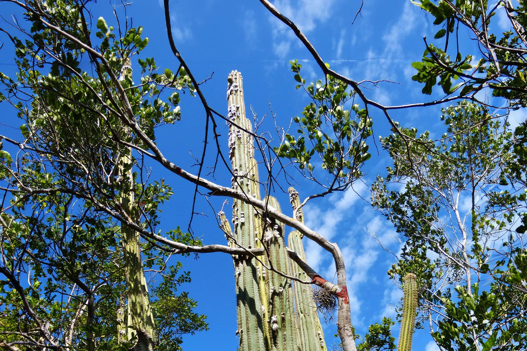 Sea level rise causes local extinction