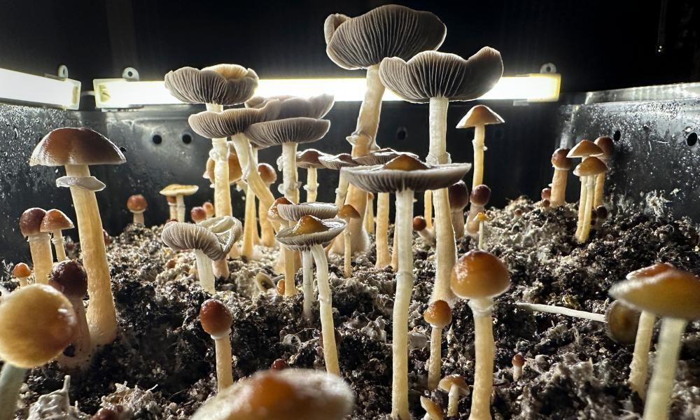 Psilocybin in magic mushrooms can influence brain for…