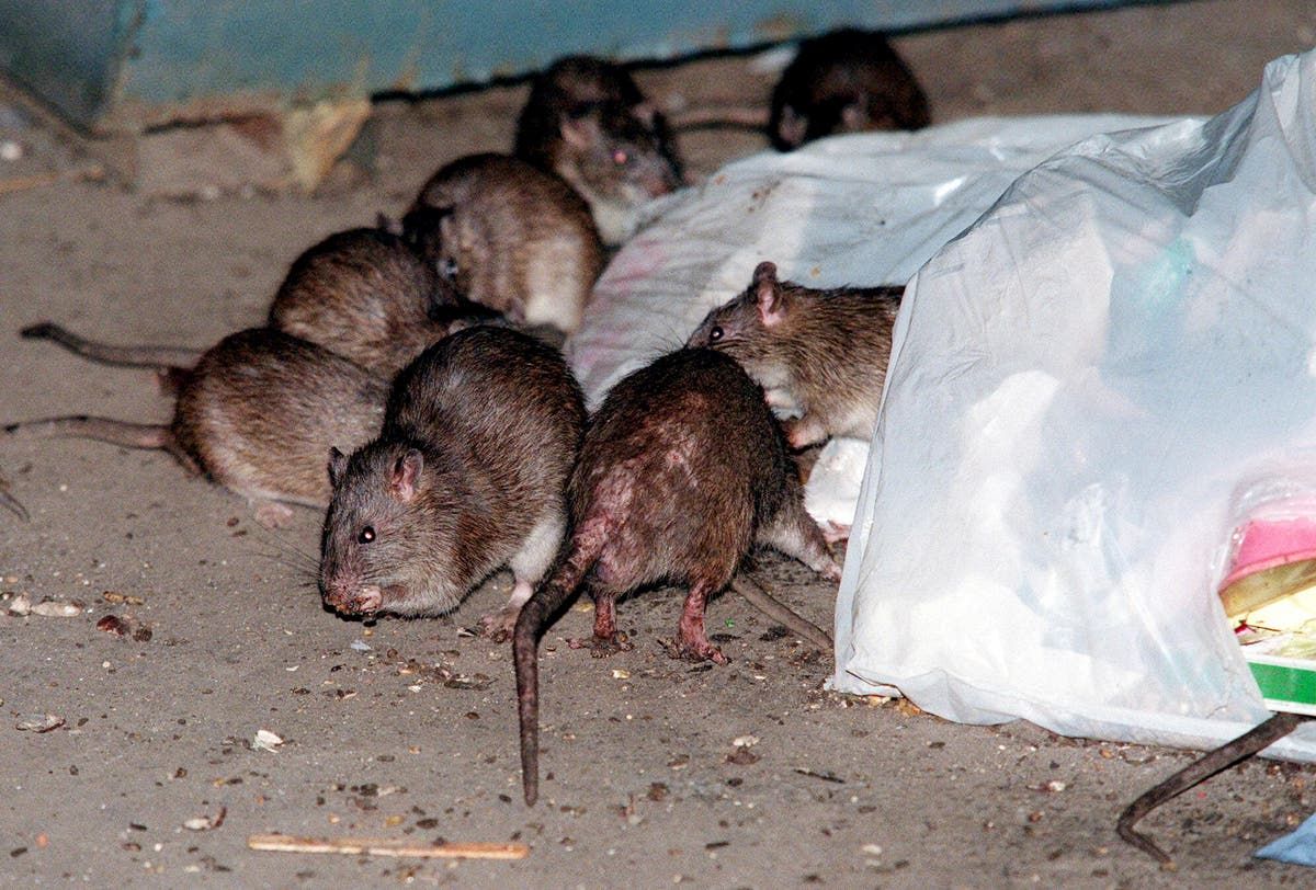 What is the most rat-infested place in the US? Hint:…