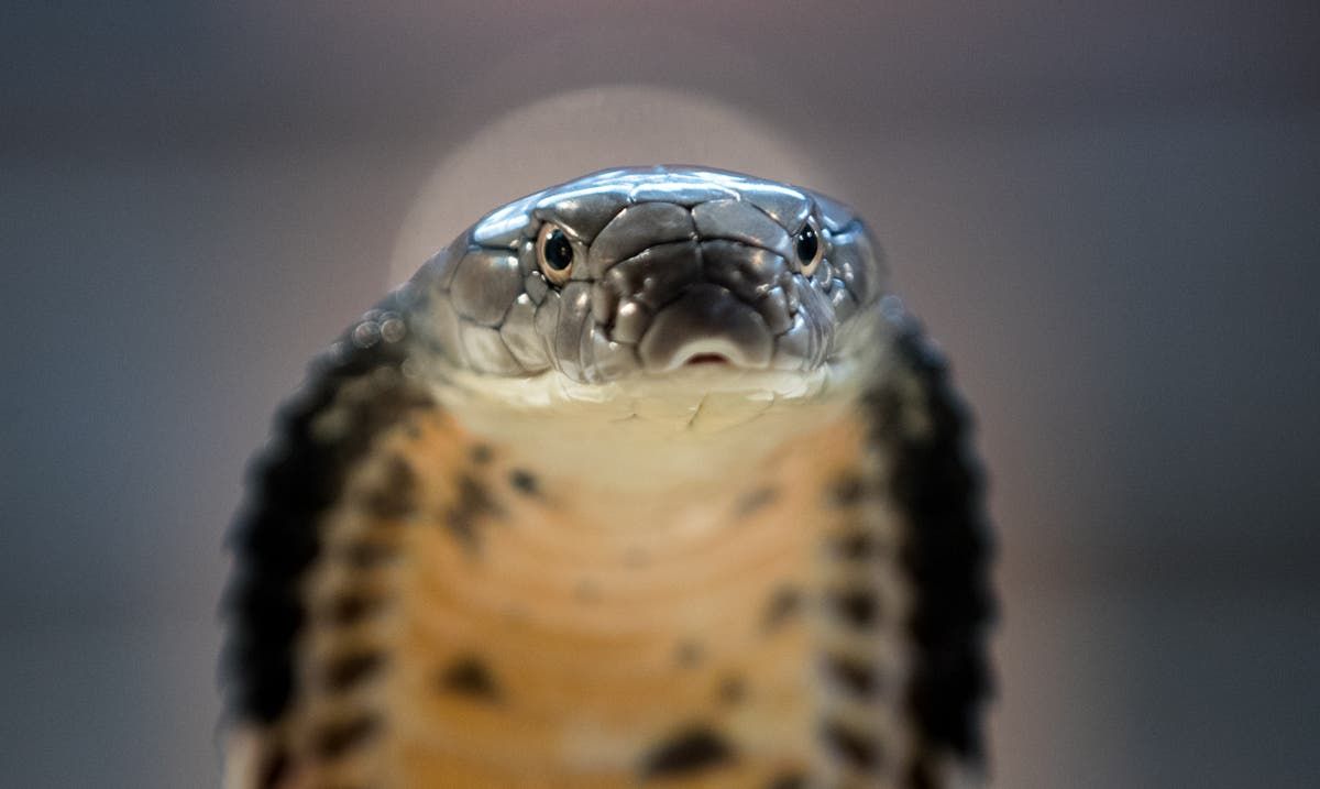 Scientists discover new antidote for cobra bites that…