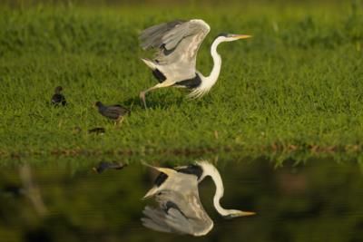 Illegal Waste Dumping Causes Massive Fish Die-Off In…