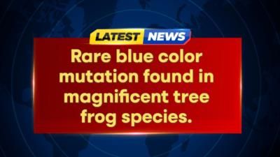 Rare Blue Tree Frog Mutation Discovered In…