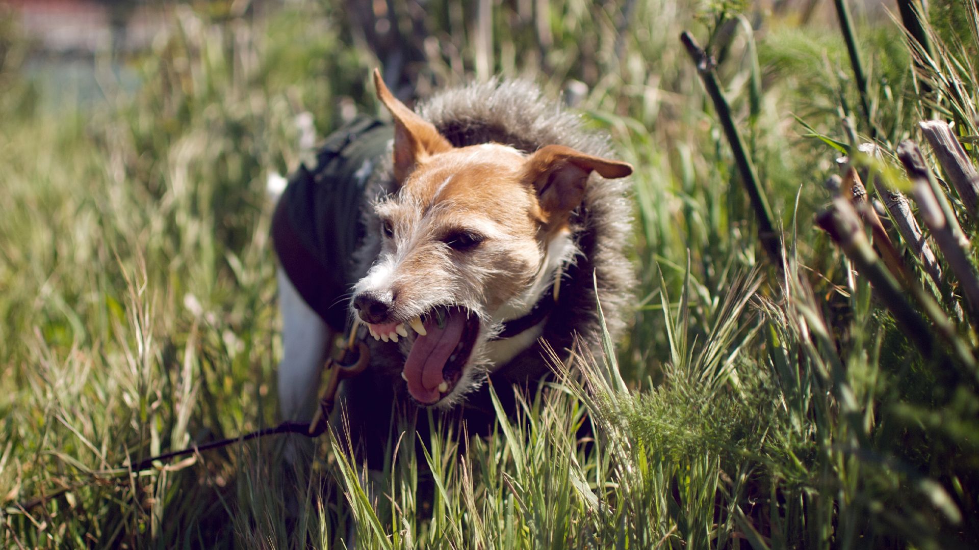 Understanding aggression in dogs: Warning signs,…