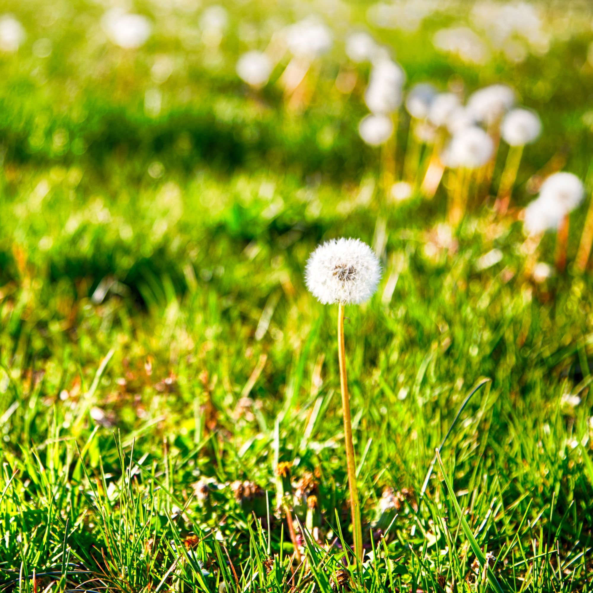 The most common garden weeds to look out for and what…