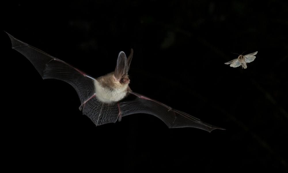 Where are all the bats? – alarm as numbers fall in…