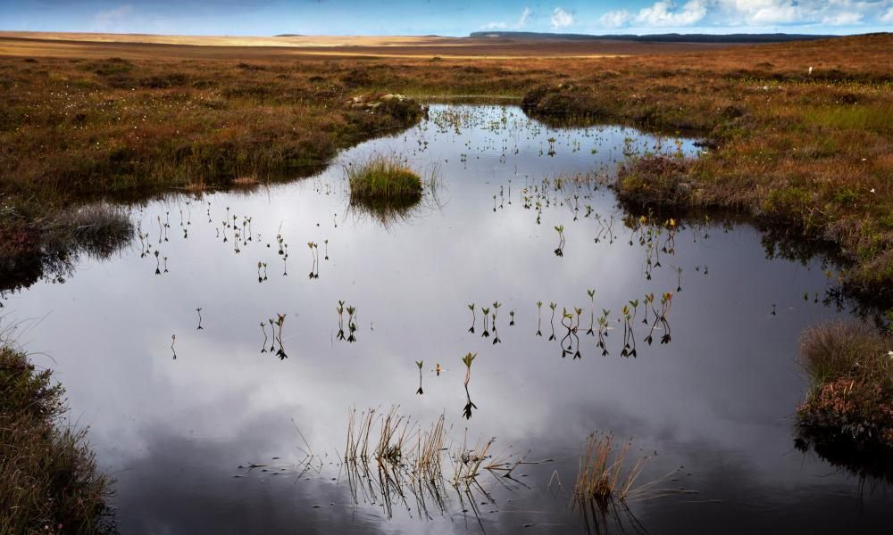 How the Observer helped save Scotland’s bogs from…